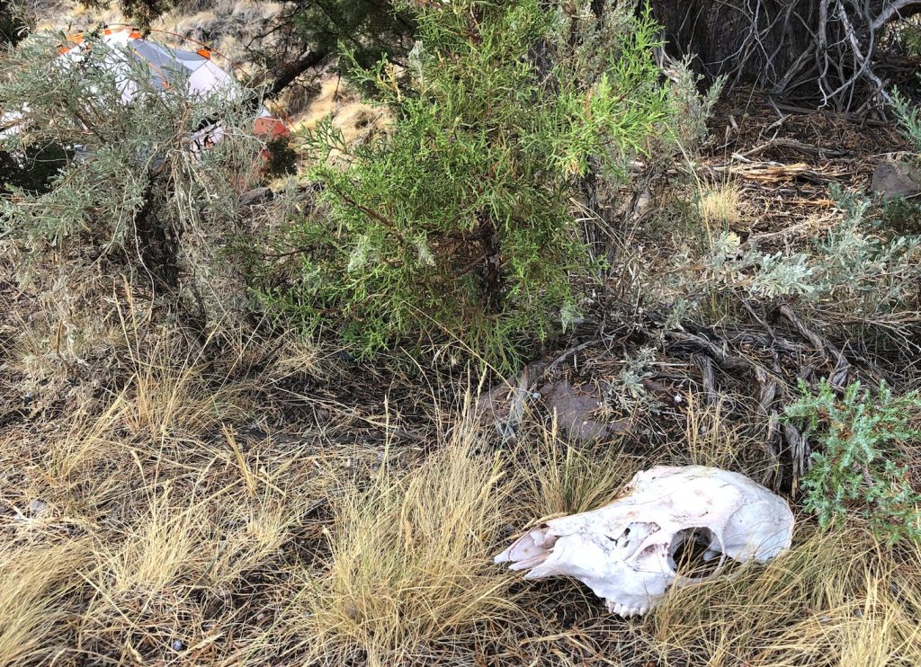 Living in a Time of Dying: The Four Shields in the Anthropocene ...