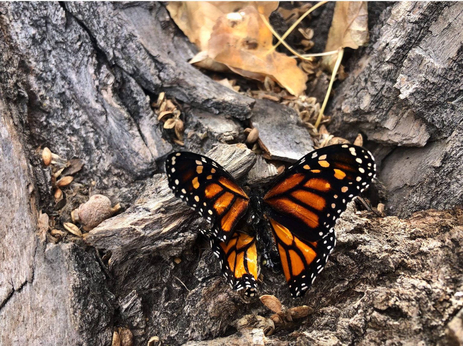 Living in a Time of Dying: The Four Shields in the Anthropocene ...